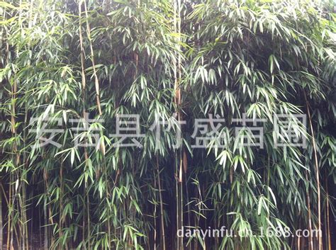 茶杆竹图片 怀集县茶杆竹 怀集茶秆竹 大山谷图库