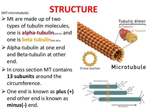 Cytoskeleton In Cells