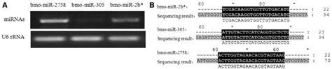 RT PCR Results And Sequence Alignments By Genedoc Of Bmo MiR 2b