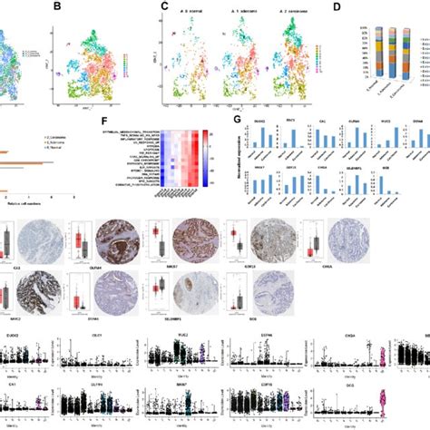 Identification Of T Cell Clusters And Their Expression Features A