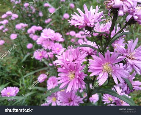 Pikok Images, Stock Photos & Vectors | Shutterstock