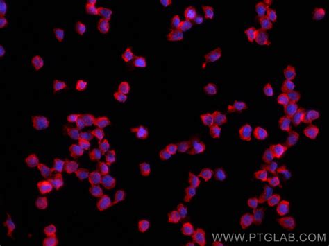 Cgas Antibody 29958 1 Ap Proteintech