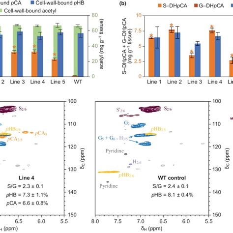 Transgenic Hybrid Poplar Trees Expressing Hcpmt A Representative