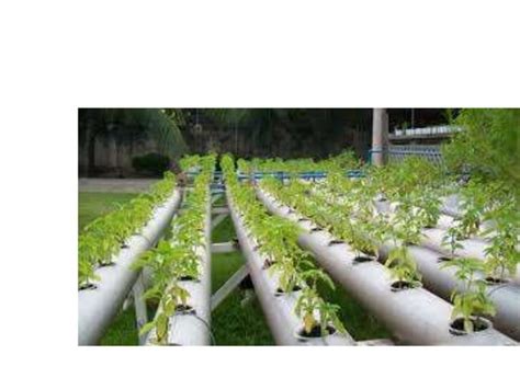 Modern Agricultural Practices Pptx