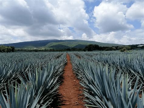 Manejo EstratÉgico De Sustancias HÚmicas En Fertirriego Manejo EstratÉgico De Sustancias