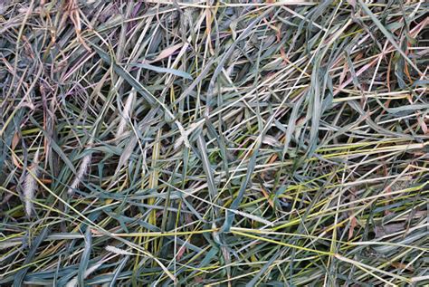 녹색 건조 건조 녹색 잔디 세타리아 여우 꼬리 또는 강모 잔디 씨앗과 긴 잎과 허브와 잡초의 줄기의 특이한 혼란 배경 0명에 대한 스톡 사진 및 기타 이미지 Istock