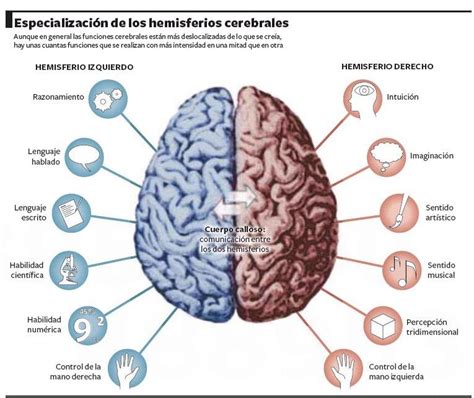El FUNCIONAMIENTO DEL CEREBRO ESTIMULACIÓN COGNITIVA GLOBAL