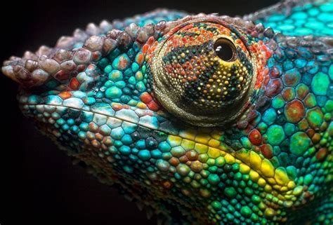 Chameleon Random Photographs And Video Chameleon Web Services