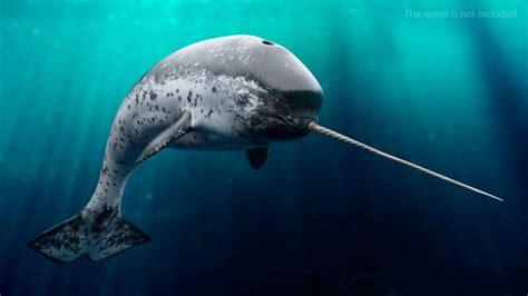 Narwhal Narwhal Jumping Poses Cute Narwhal