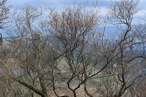 2023年アケボノツツジ開花状況⑤ もろつかナビ 宮崎県諸塚村観光協会公式サイト