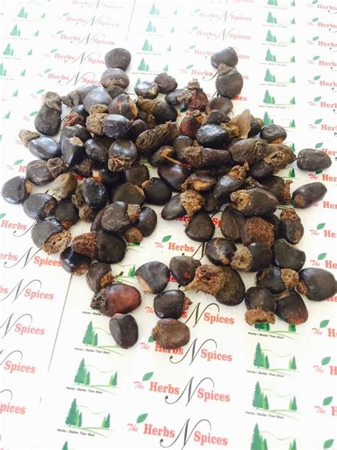 Bhilawa Seeds Marking Nut Seed Bile Semecarpus Anacardium Linn Seed