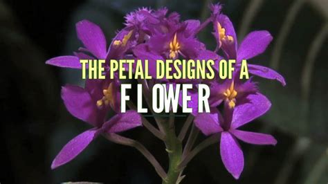 Natures Fractal Patterns And Fibonacci Sequences Youtube