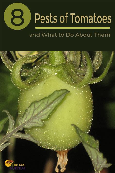 Pests Of Tomatoes And What To Do About Them The Bug Agenda