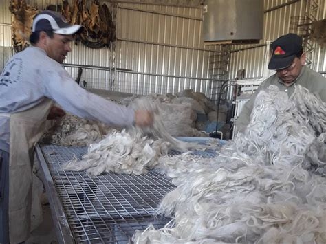 Productores caprinos de la Región Sur realizaron un exitosa venta de mohair Diario Río Negro