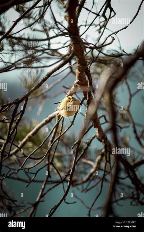 Close Photo Of A Little Bird With Low Depth Of Field In Nature Stock