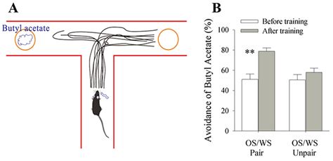 Piriform Cortical Glutamatergic And Gabaergic Neurons Express Coordinated Plasticity For Whisker