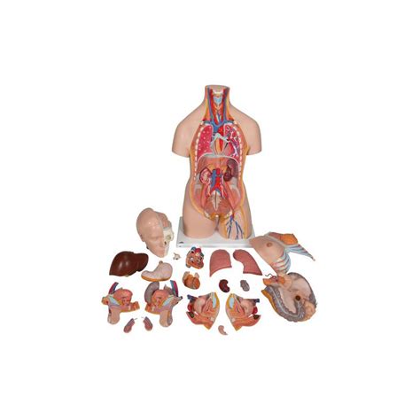 Πρόπλασμα Dual Sex ανθρώπινου κορμού 20 τμημάτων 3b Scientific Deluxe Medi Shopgr