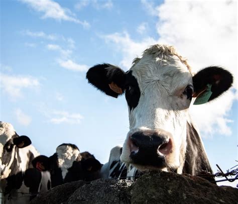 Uruguay Entregan Alimento Para Ganado Por La Sequía
