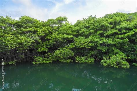 Mangrove Tree Forest In Brackish Waters Mangroves Are A Habitat For