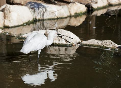 Premium Photo Portrait Of A Small Heron In Nature