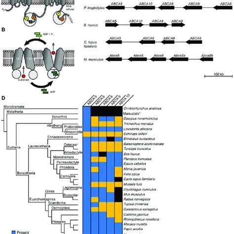 Structure Function And Genomic Organization Of The Abca6 Like