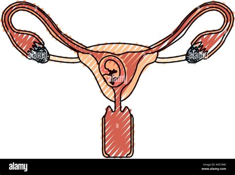 Colored Crayon Silhouette Of Female Reproductive System Ovaries With