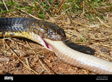 King Cobra Eating A Python