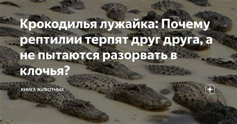 Крокодилья лужайка Почему рептилии терпят друг друга а не пытаются разорвать в клочья Книга