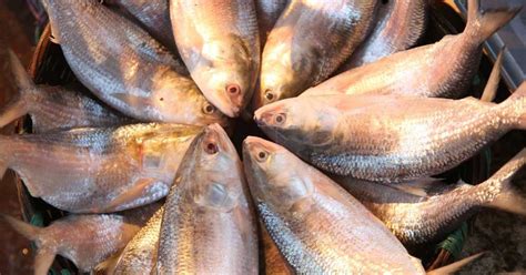 22 Day Ban On Hilsa Fishing Sale Starts Friday
