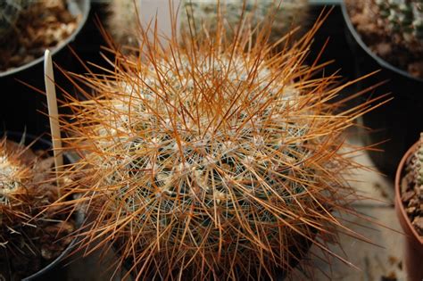 Mammillaria discolor