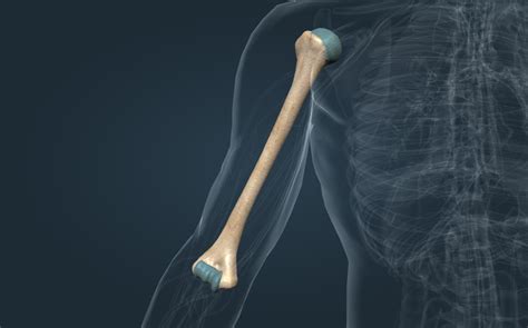Кости на горния крайник 3d анимация Електронно обучение и учене Mozaik