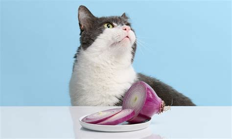 Can Cats Eat Blueberries
