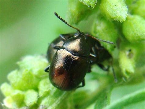 Mating Leaf Beetles Brachypnoea Bugguidenet