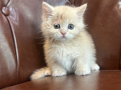 먼치킨 룽지 보스턴테리어 핏불테리어 허스키 테리어종류 꼬똥 차오차오 아프간하운드 Cat 강아지분리불안 털안빠지는강아지 귀여운강아지 강아지종 사바나캣 믹스견 잭러셀테리어 시추