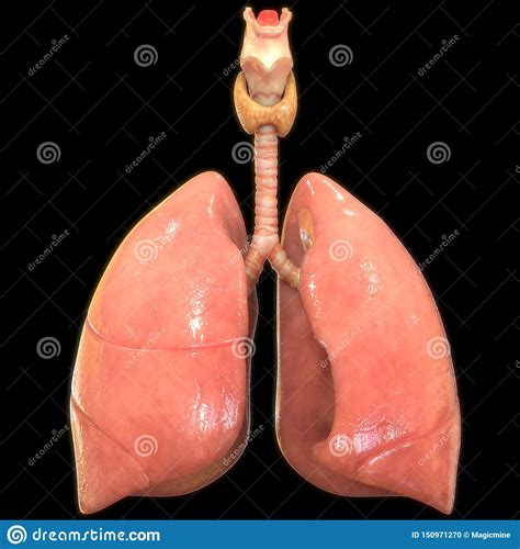 Menschlicher K Rper Organ Atmungssystem Lunge Anatomie Stock Abbildung