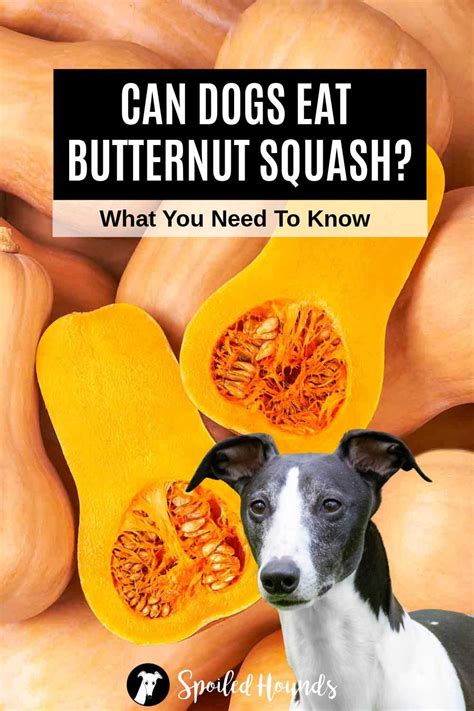 Can Dogs Eat Butternut Squash What You Need To Know Can Dogs Eat