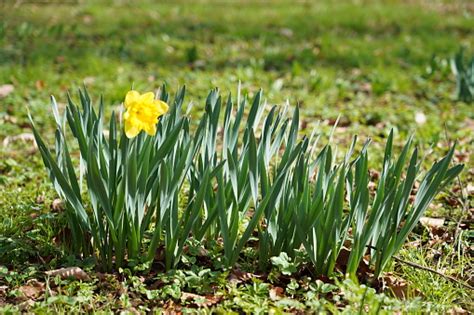 수선화의 봄꽃 독일 바이에른의 봄 수선화는 오래 된 잎의 배경에 꽃을 피웁니다 0명에 대한 스톡 사진 및 기타 이미지 0명 3월 가을 단풍 Istock