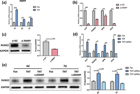 A Rmrp Expression In Hbmscs Grown On Ti Samples In Gm For 1 4 And 7