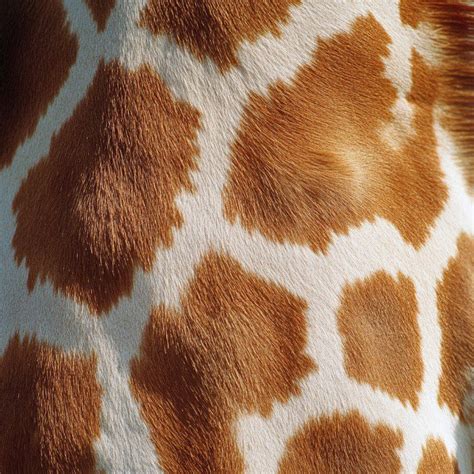 Close Up Of Reticulated Giraffe Fur Pattern Presentationgo