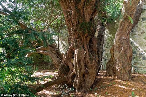 Britain S Oldest Tree The Fortingall Yew Is CHANGING SEX After Years Daily Mail Online