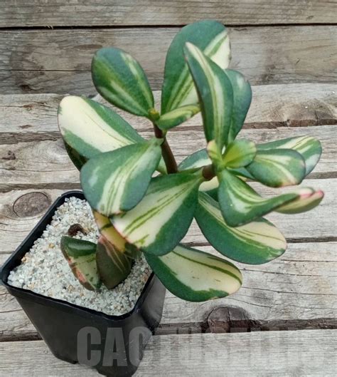 Shpr13724 Crassula Ovata Yellow Кактус онлайн