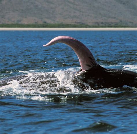 Wal Penis Dieser Seltsame Meeres Fund Lässt Forscher Rätseln Welt