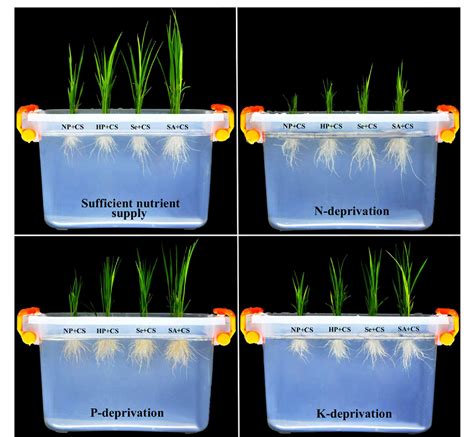 Figure 1 From Seed Priming Alters The Production And Detoxification Of