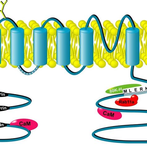 Predicted Topology Of Trpv56 Including The Various Binding Sites