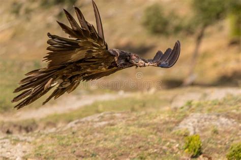 Young Bearded Vulture Flying Stock Image Image Of Nest Bearded 276322107