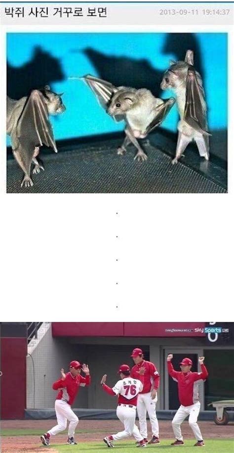 야구 경기하다말고 역대급 코스프레  Scrolller