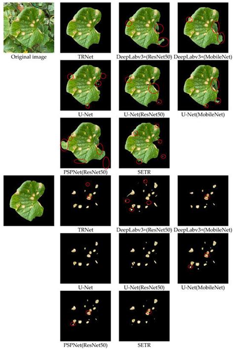 Agronomy Free Full Text A Cucumber Leaf Disease Severity Grading