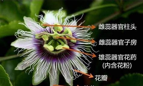 人工授粉的步骤图片 图库 五毛网