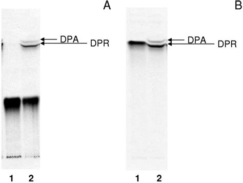 Identification Of Intermediates In Dpa Synthesis Purified Dppr And Dpr