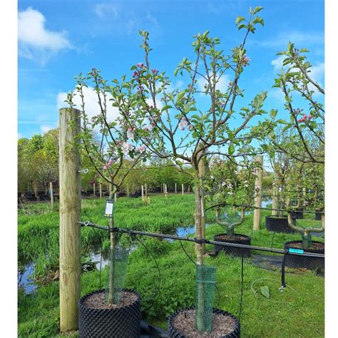 Malus D Jonagold Majestic Trees